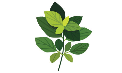 Herbs Collection | Coles